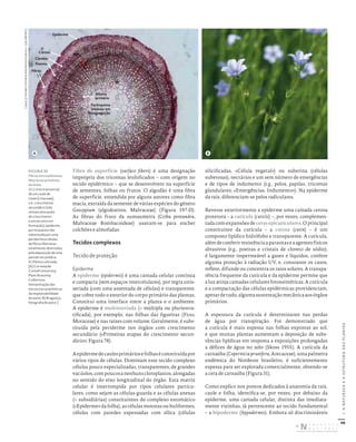 Estrutura-e-Biologia-das-Plantas.pdf