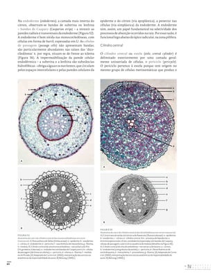 Estrutura-e-Biologia-das-Plantas.pdf