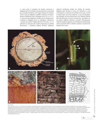 Estrutura-e-Biologia-das-Plantas.pdf