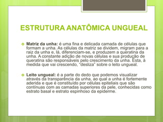 ESTRUTURA DA LÂMINA UNGUEAL | PDF