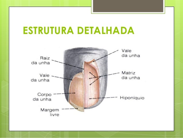ESTRUTURA DA LÂMINA UNGUEAL