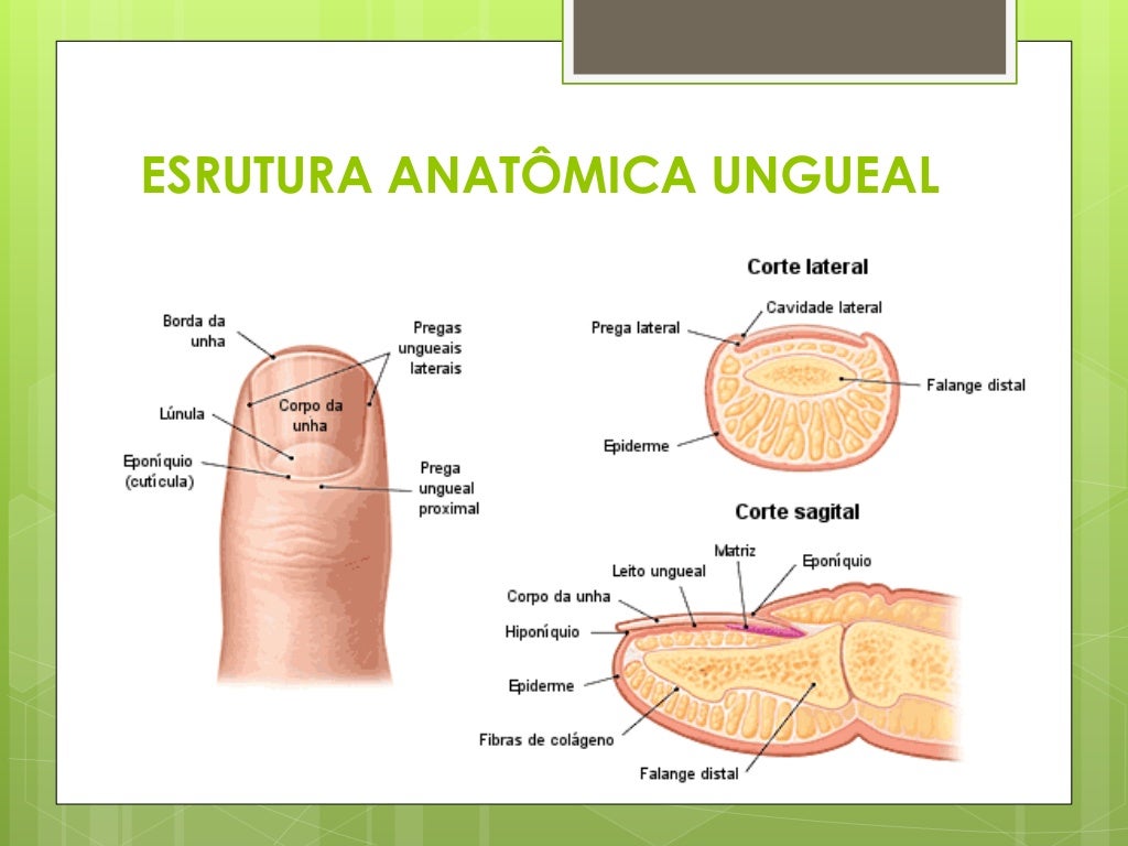 ESTRUTURA DA LÂMINA UNGUEAL