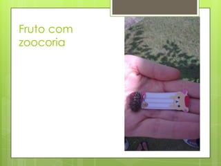 Estrutura das angiospermas | PPT