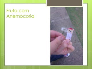 Estrutura das angiospermas | PPTX