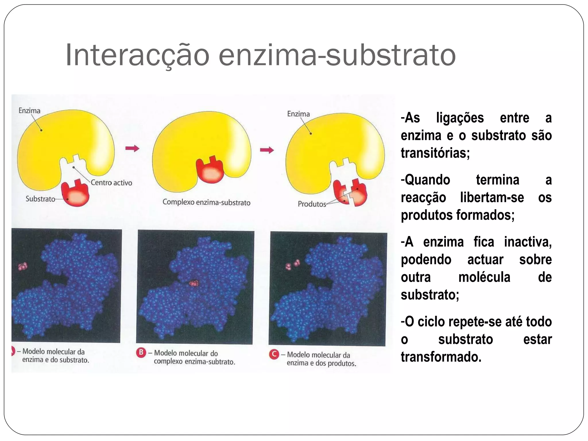 Estrutura das enzimas | PPT