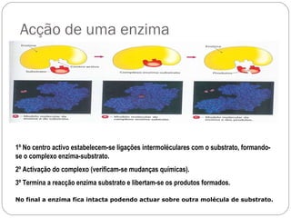Estrutura das enzimas | PPT