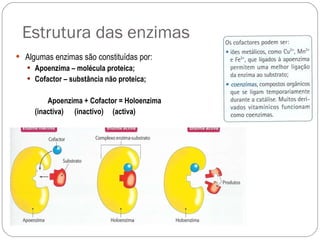 Estrutura das enzimas | PPT