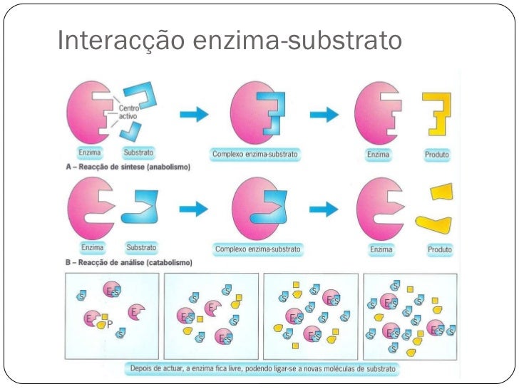 Estrutura das enzimas