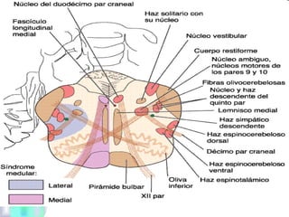 Estrutura do bulbo | PPT