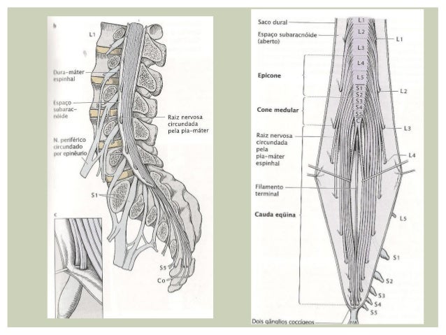 MEDULA ESPINHAL JANDERSON SOARES