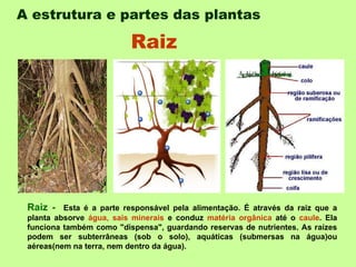 Estrutura e partes das plantas | PPT