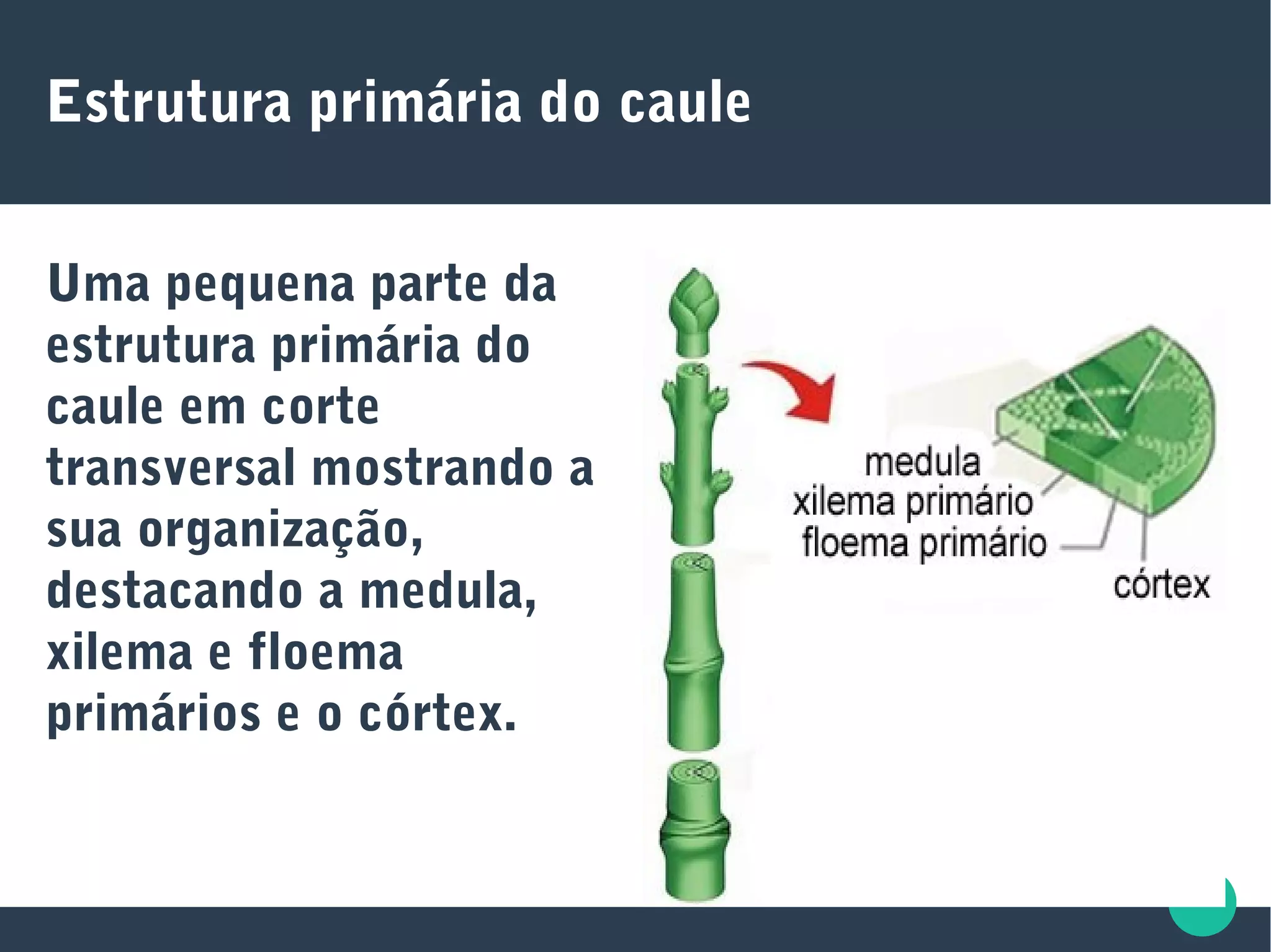 Estrutura primária do caule | PPT | Download Gratuito