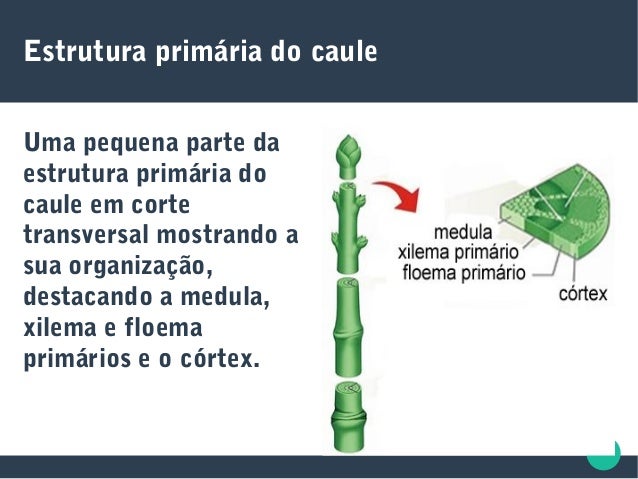 Estrutura primária do caule