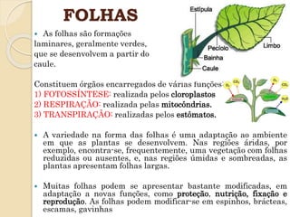 Estruturas das plantas | PPTX