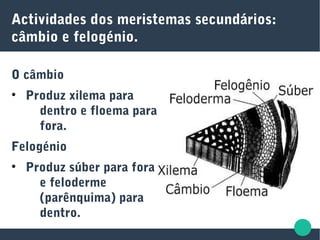 Estrutura secundária do caule | ODP