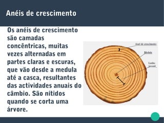Estrutura secundária do caule | PPT