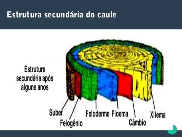 Estrutura secundária do caule
