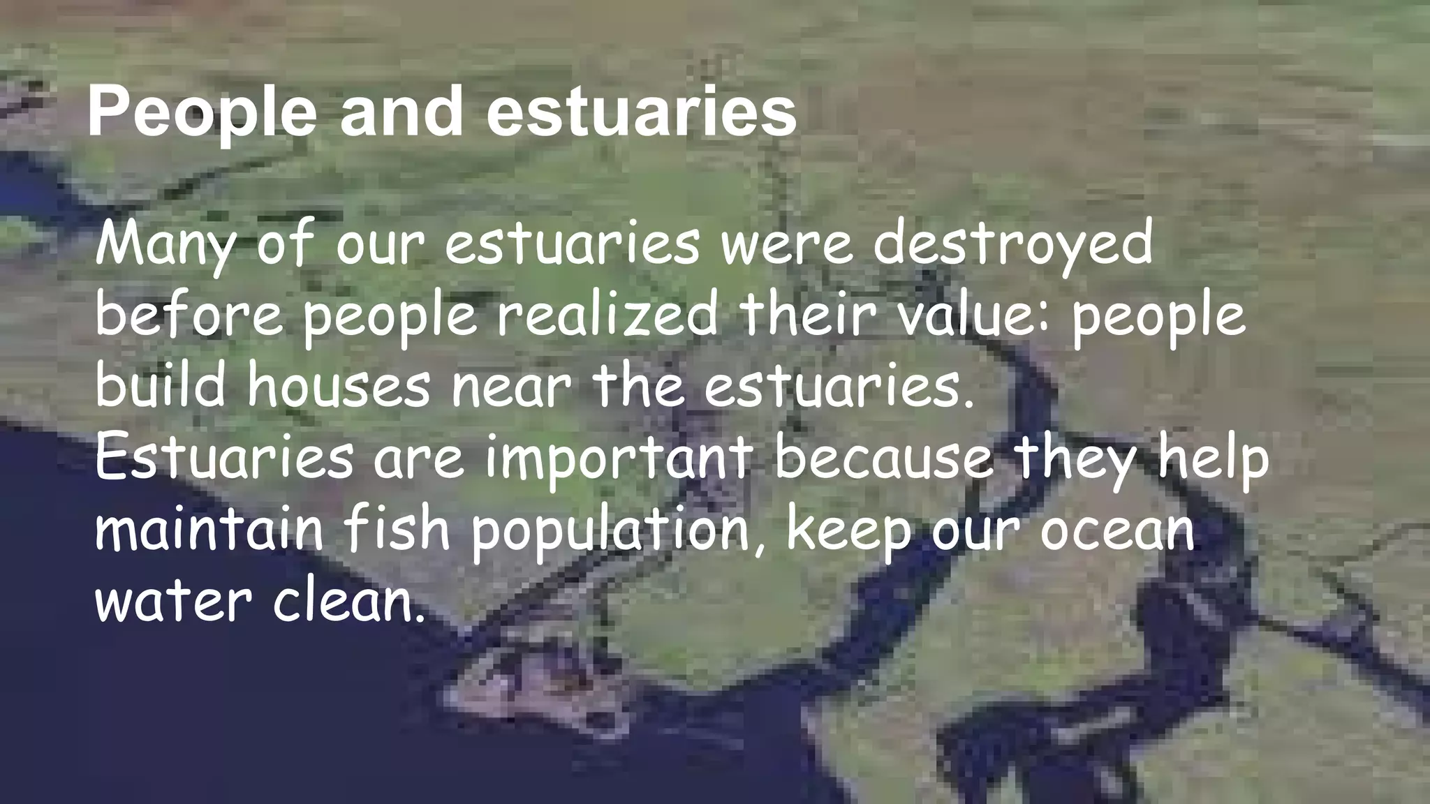 Estuaries | PPT