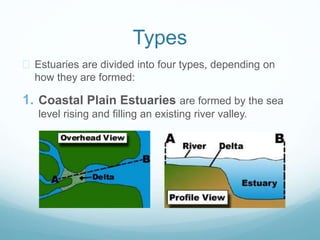 Some Types Of Estuaries