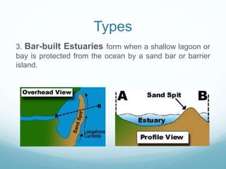 Estuary Diagram For Kids