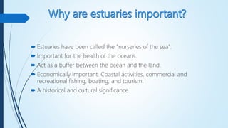 Estuaries-Where River meets the sea. | PPTX