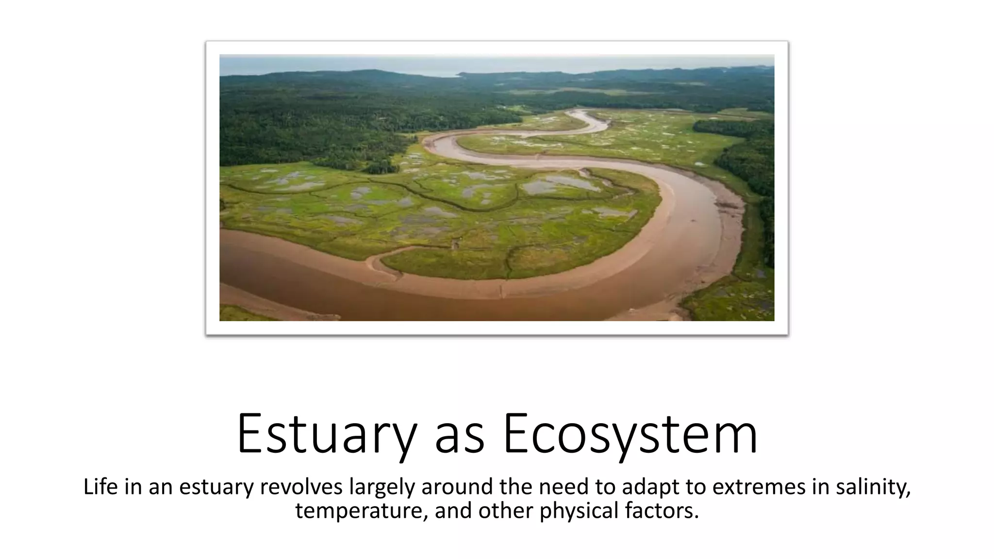 Estuaries | PPTX