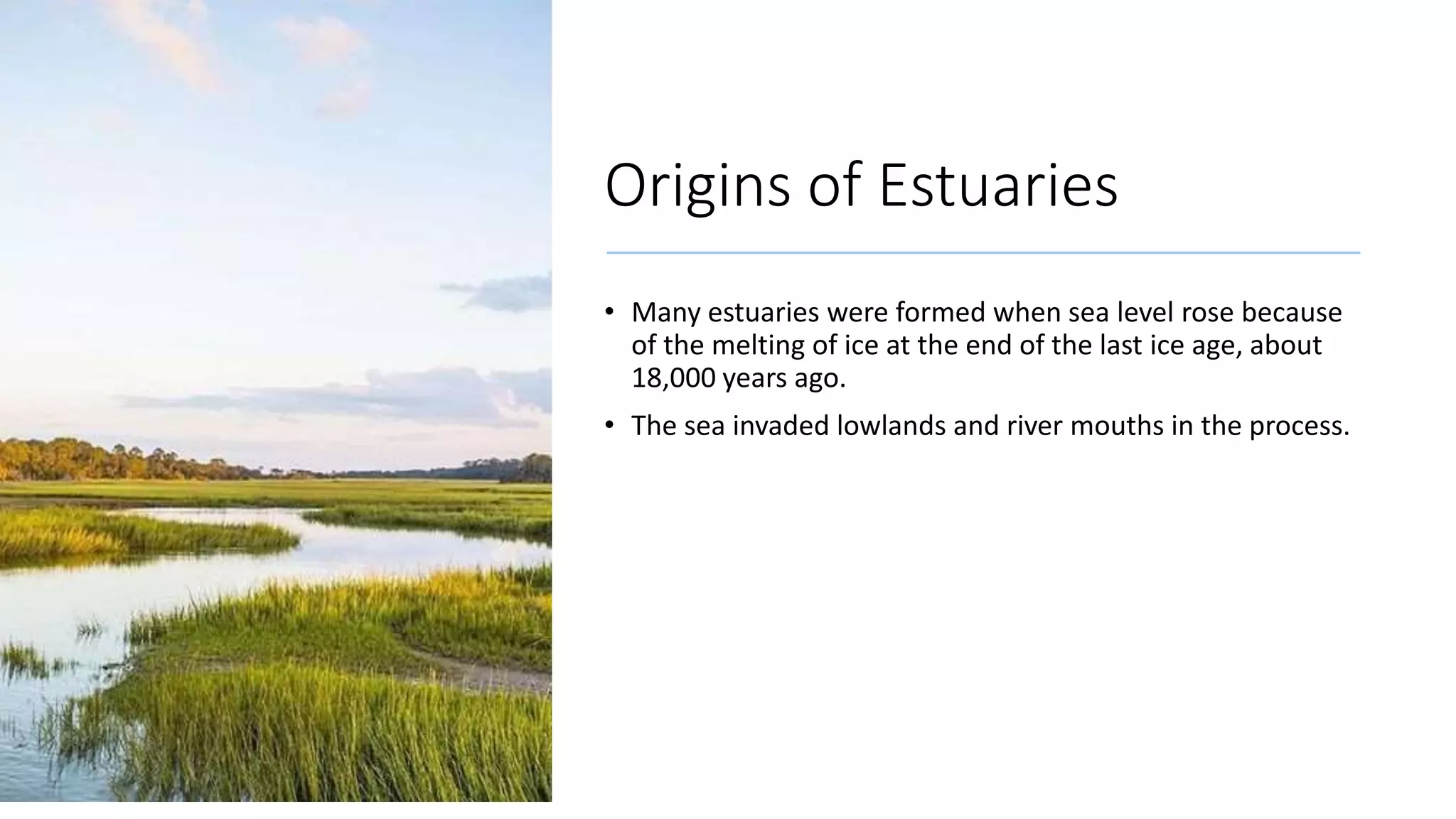 Estuaries | PPTX