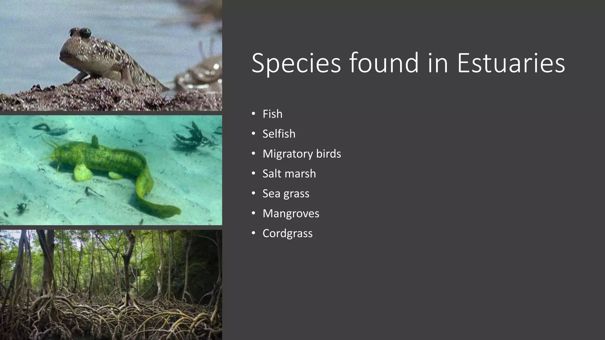 Estuaries | PPTX | Geography | Science