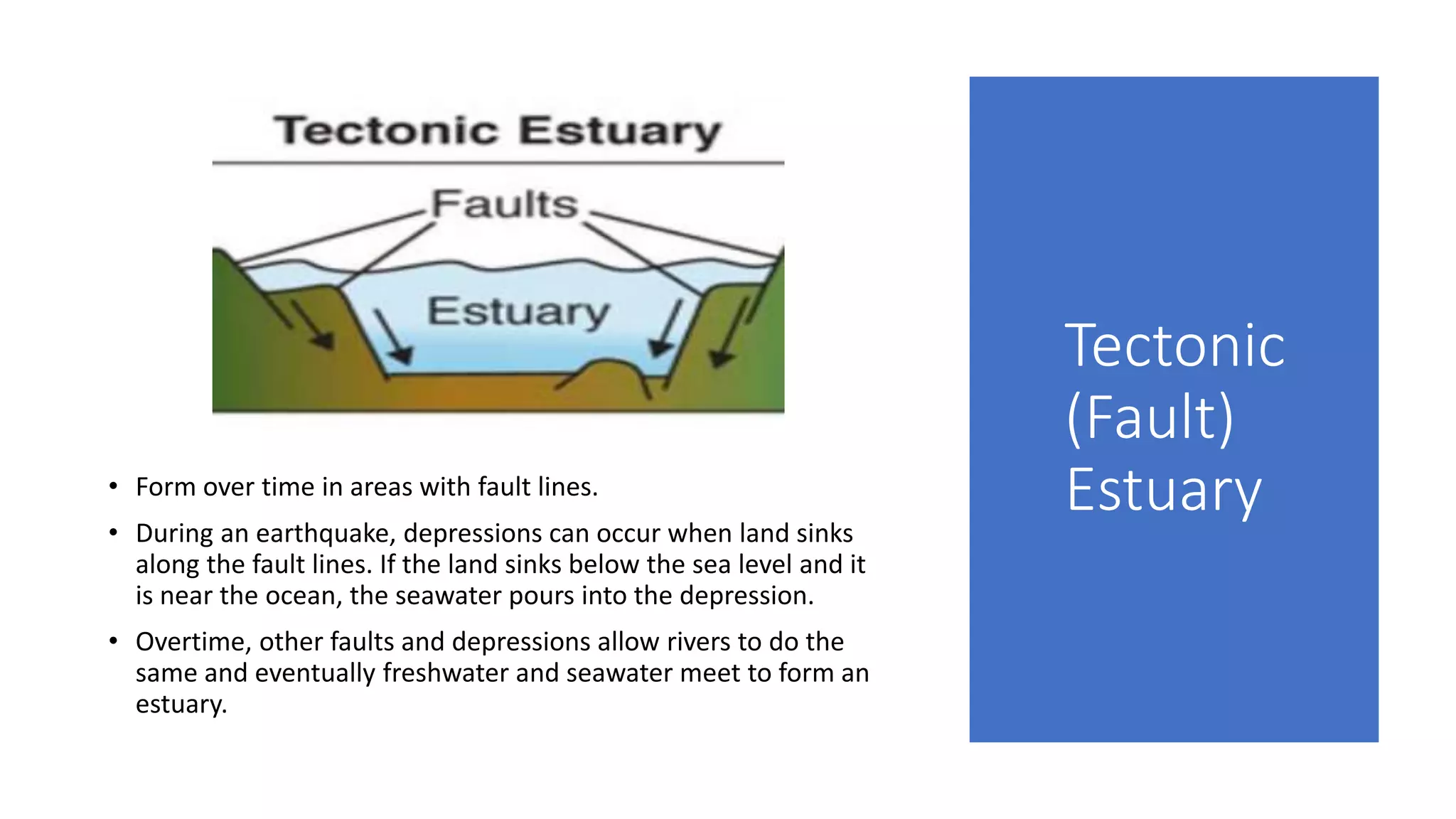 Estuaries | PPTX