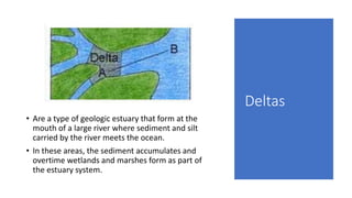 Estuaries | PPTX