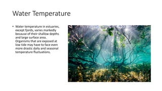 Estuaries | PPTX