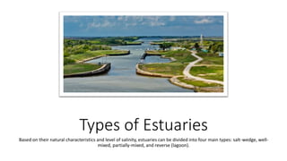 Estuaries | PPTX