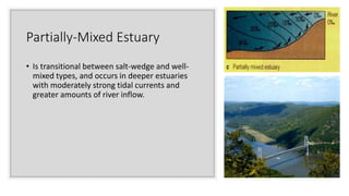 Estuaries | PPTX