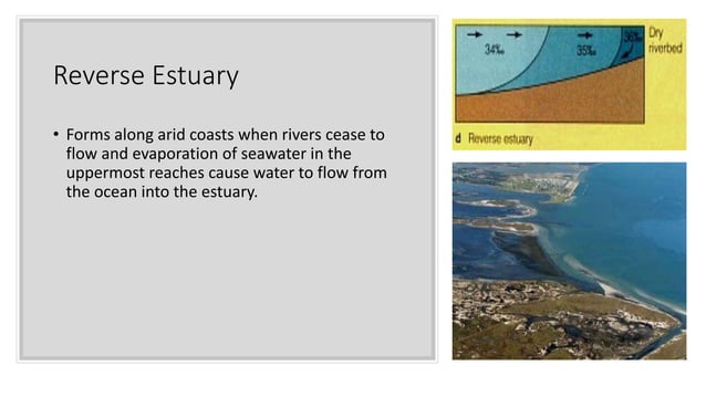 Estuaries | PPTX | Geography | Science