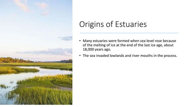 Estuaries | PPTX | Geography | Science