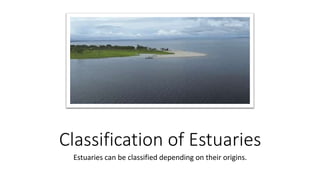 Estuaries | PPTX