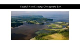 Estuaries | PPTX