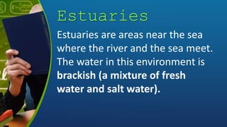 Estuaries | PPTX