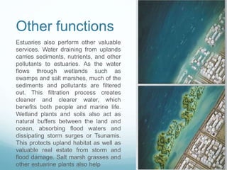 Estuaries | PPT