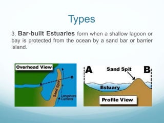 Estuaries | PPTX