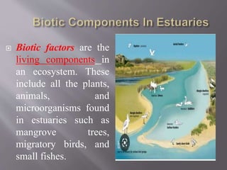 Estuaries.pptx