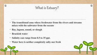 Estuaries.pptx