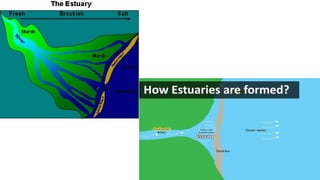 ESTUARIES: Definition, Importance, Kinds, Ecosystems, and Threats | PPT