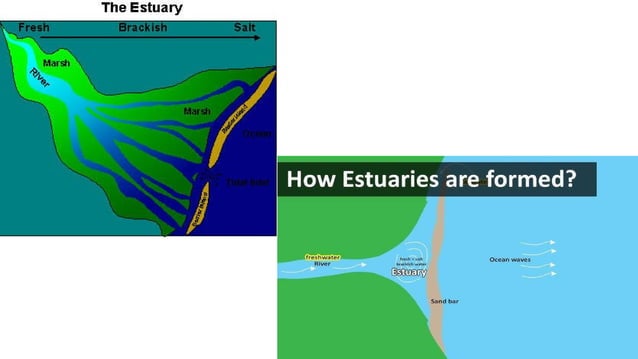 ESTUARIES: Definition, Importance, Kinds, Ecosystems, and Threats | PPT