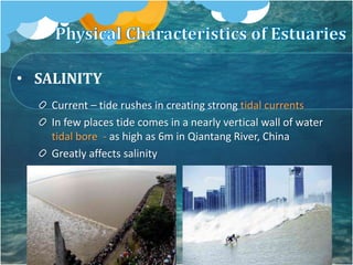 Estuaries: Introduction | PPTX