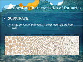 Estuaries: Introduction | PPTX