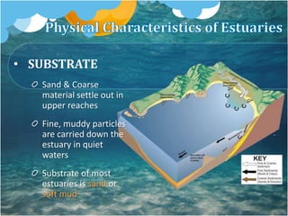 Estuaries: Introduction | PPTX