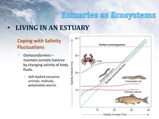 Estuaries: Introduction | PPTX