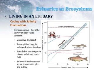 Estuaries: Introduction | PPTX