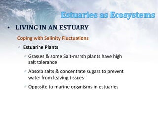 Estuaries: Introduction | PPTX